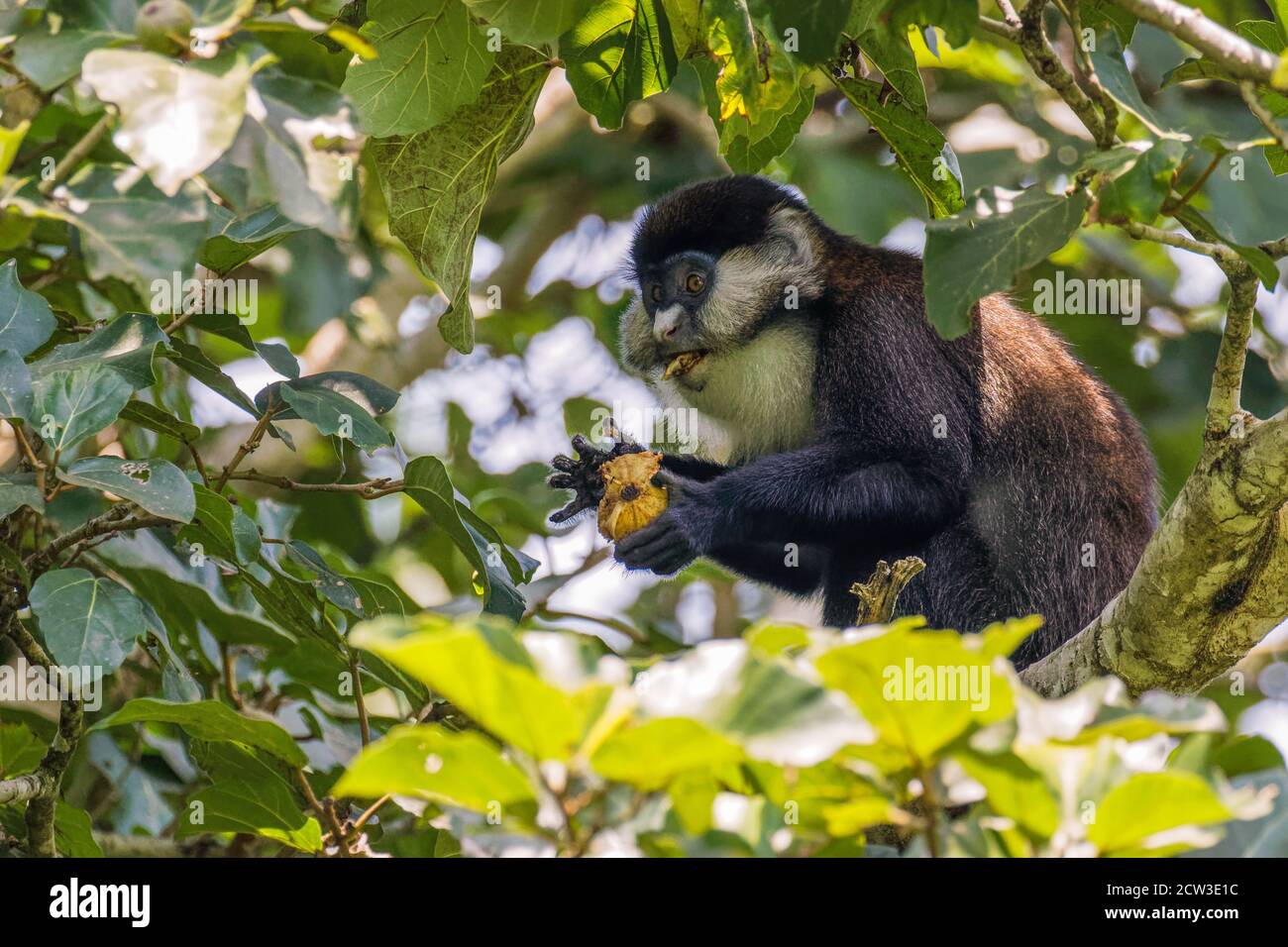 A Schmidt's Red-tailed Monkey stares curiously from the branches of a ...