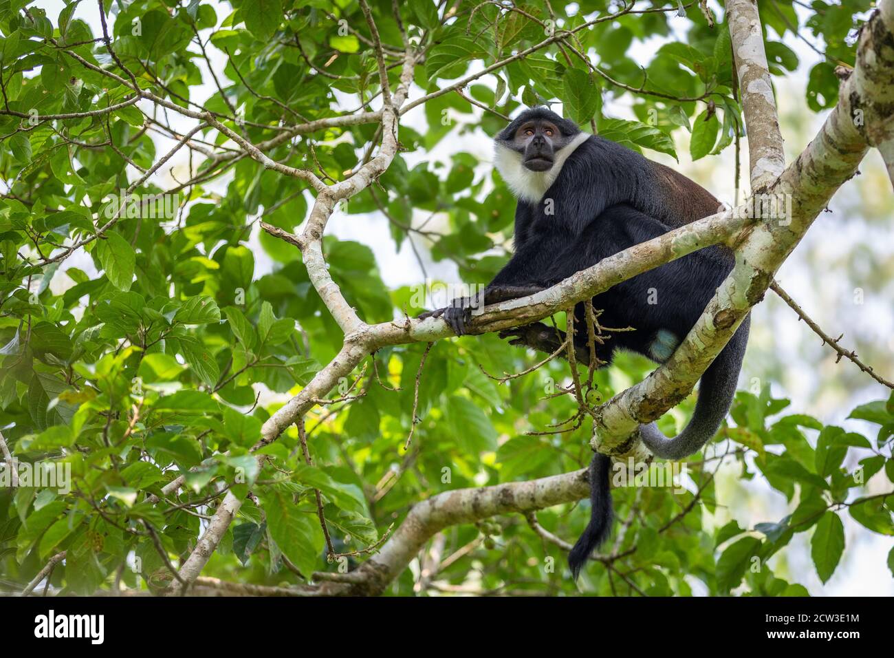 L'Hoest's monkey (Allochrocebus lhoesti), or mountain monkey, sitting ...