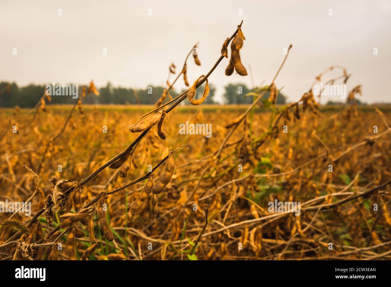 Harvesting soy beans hi-res stock photography and images - Alamy