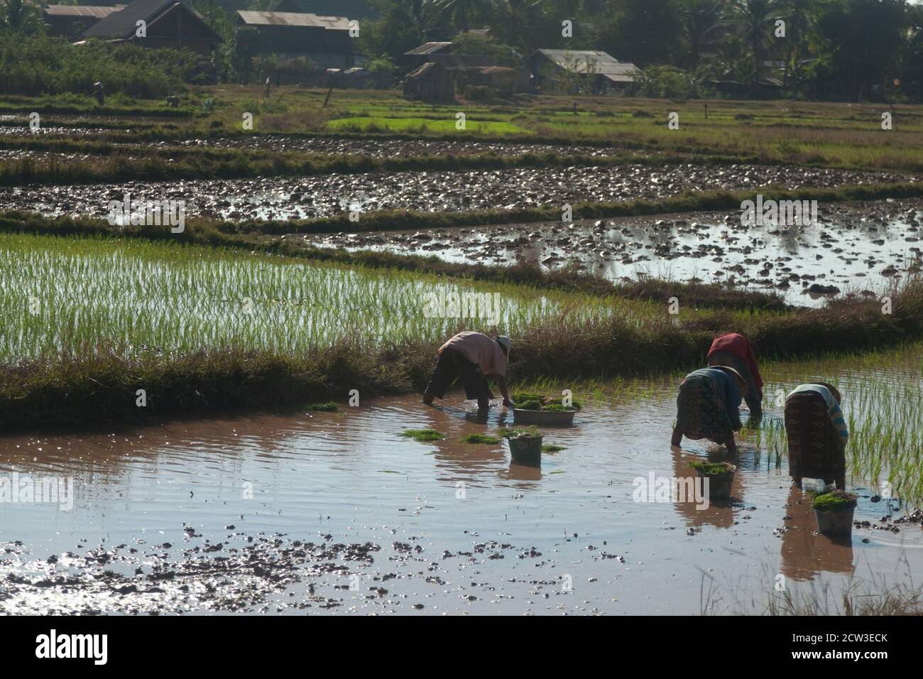 Cultivation of rice in laos hi-res stock photography and images - Alamy