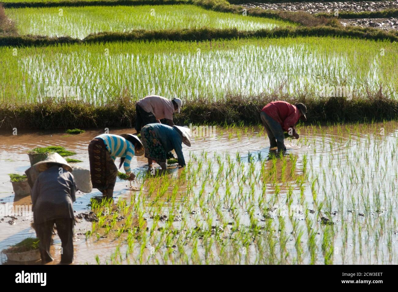 Laos 1/12/2012 rice cultivation in paddy fields, sowing rice plants in ...