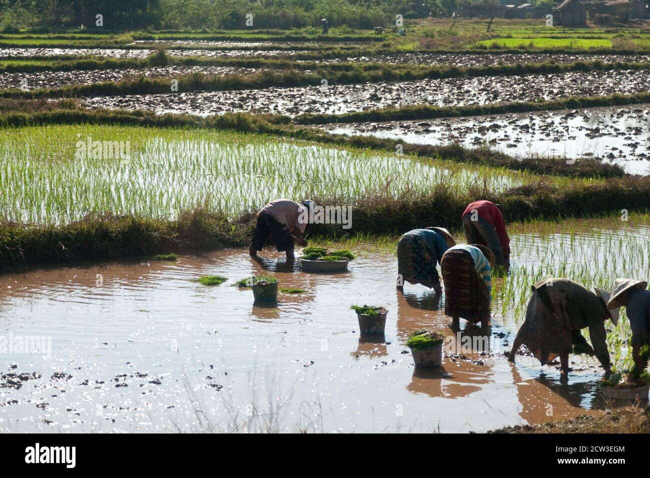 Growing rice in laos hi-res stock photography and images - Alamy