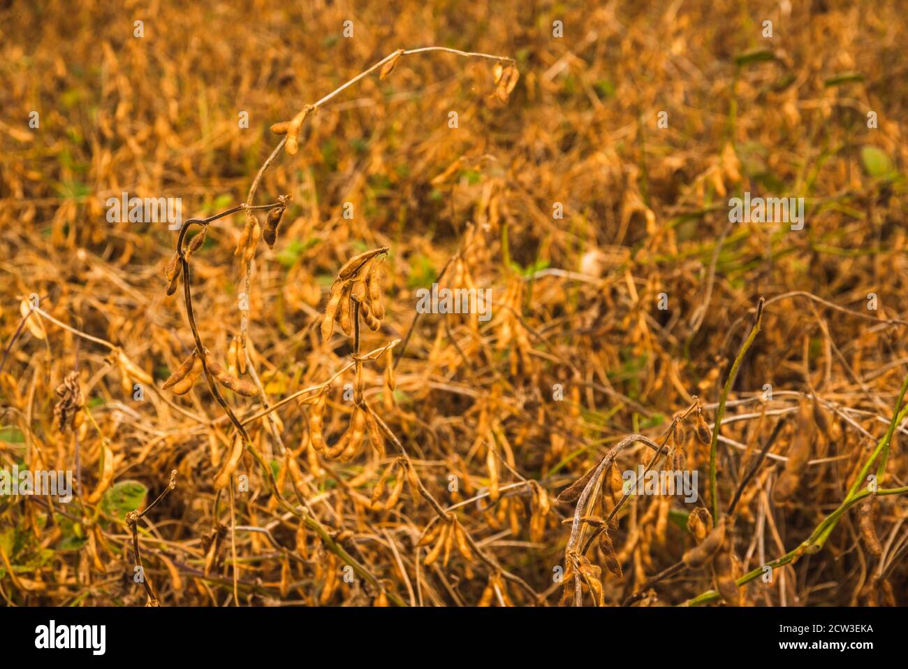 Dry Soy beans in the field ready to harvest Stock Photo - Alamy