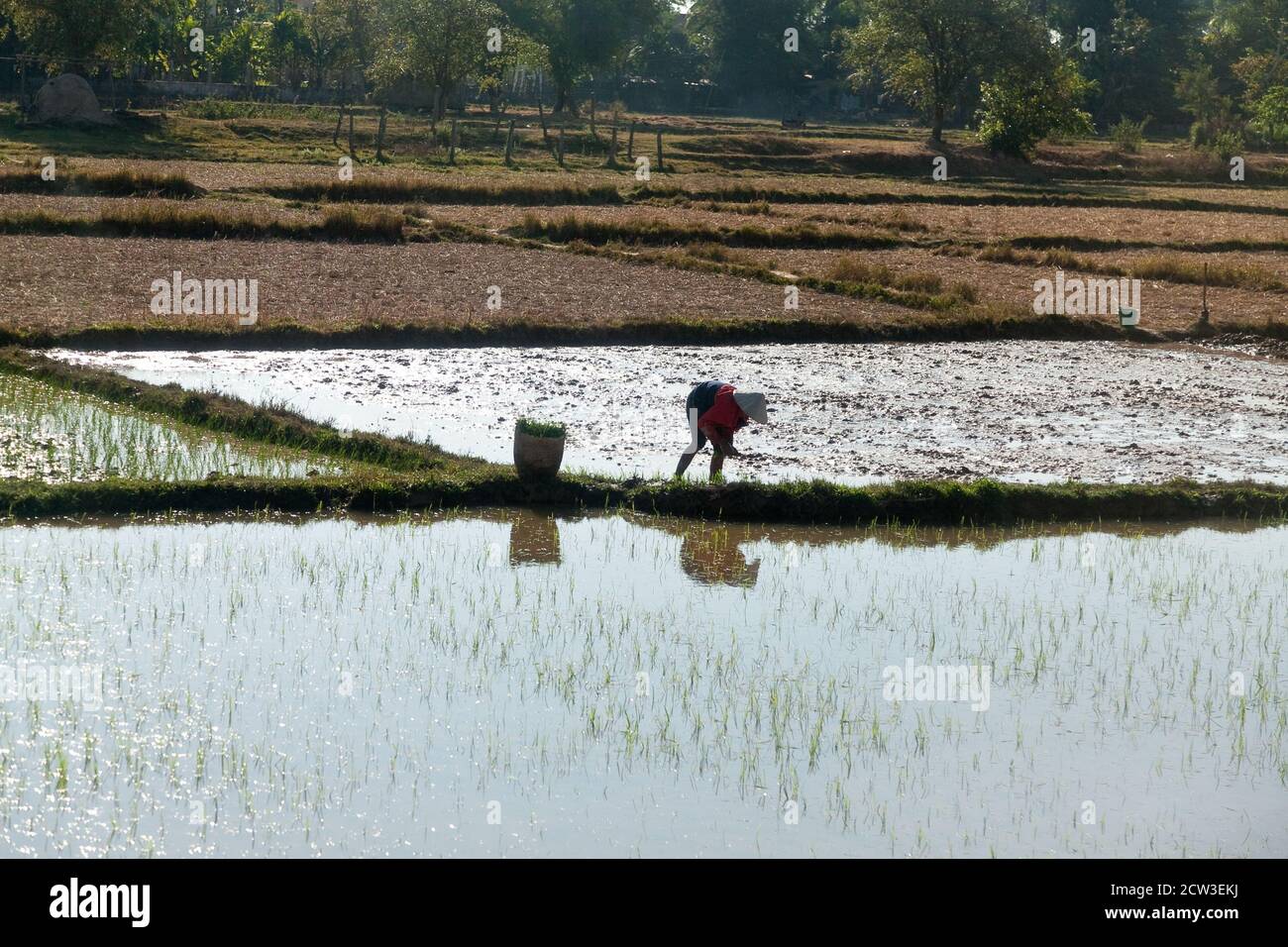 Growing rice in laos hi-res stock photography and images - Alamy