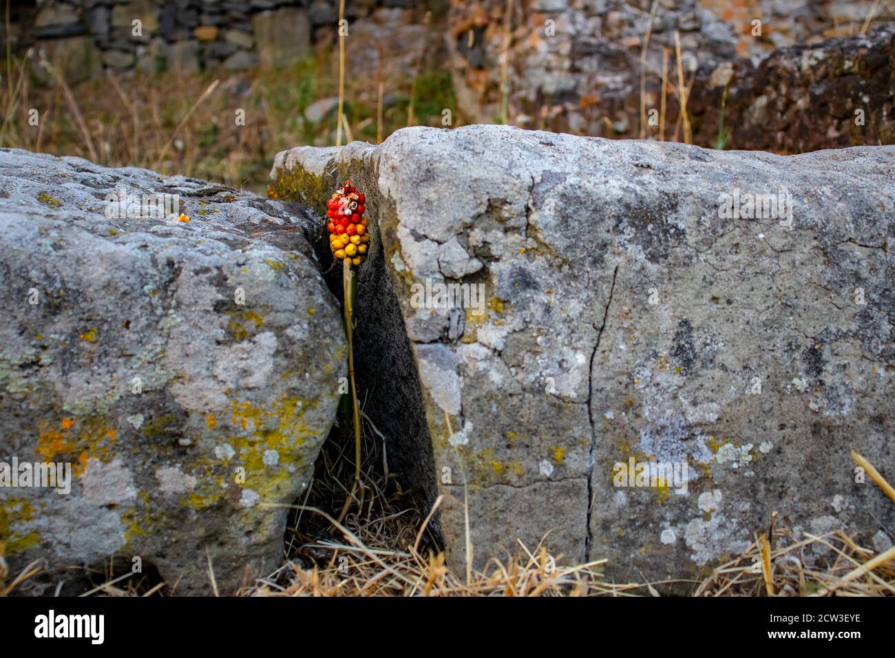 A red flower blooms between two bas-reliefs from the age of Julius ...