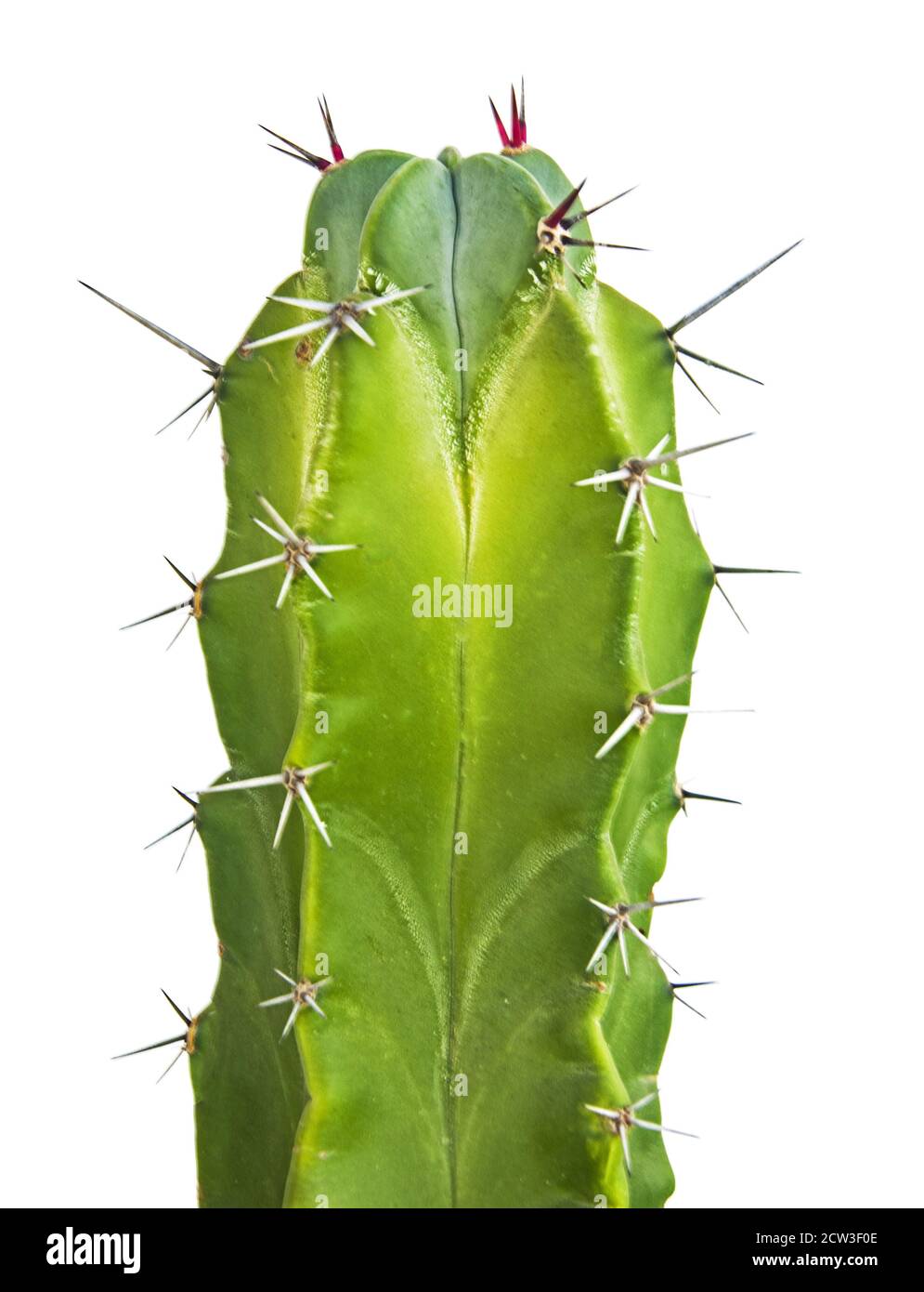 Cactus isolated on white background Stock Photo - Alamy