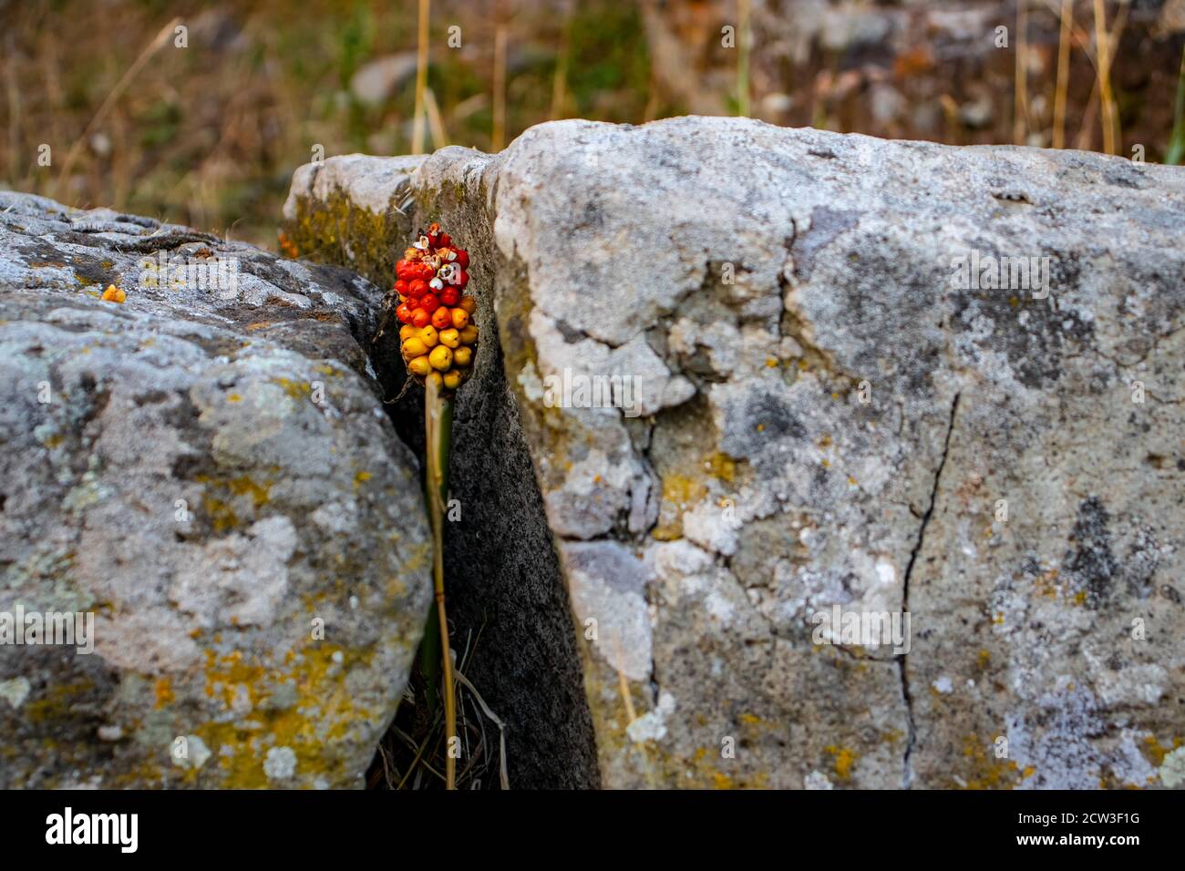 A red flower blooms between two bas-reliefs from the age of Julius ...