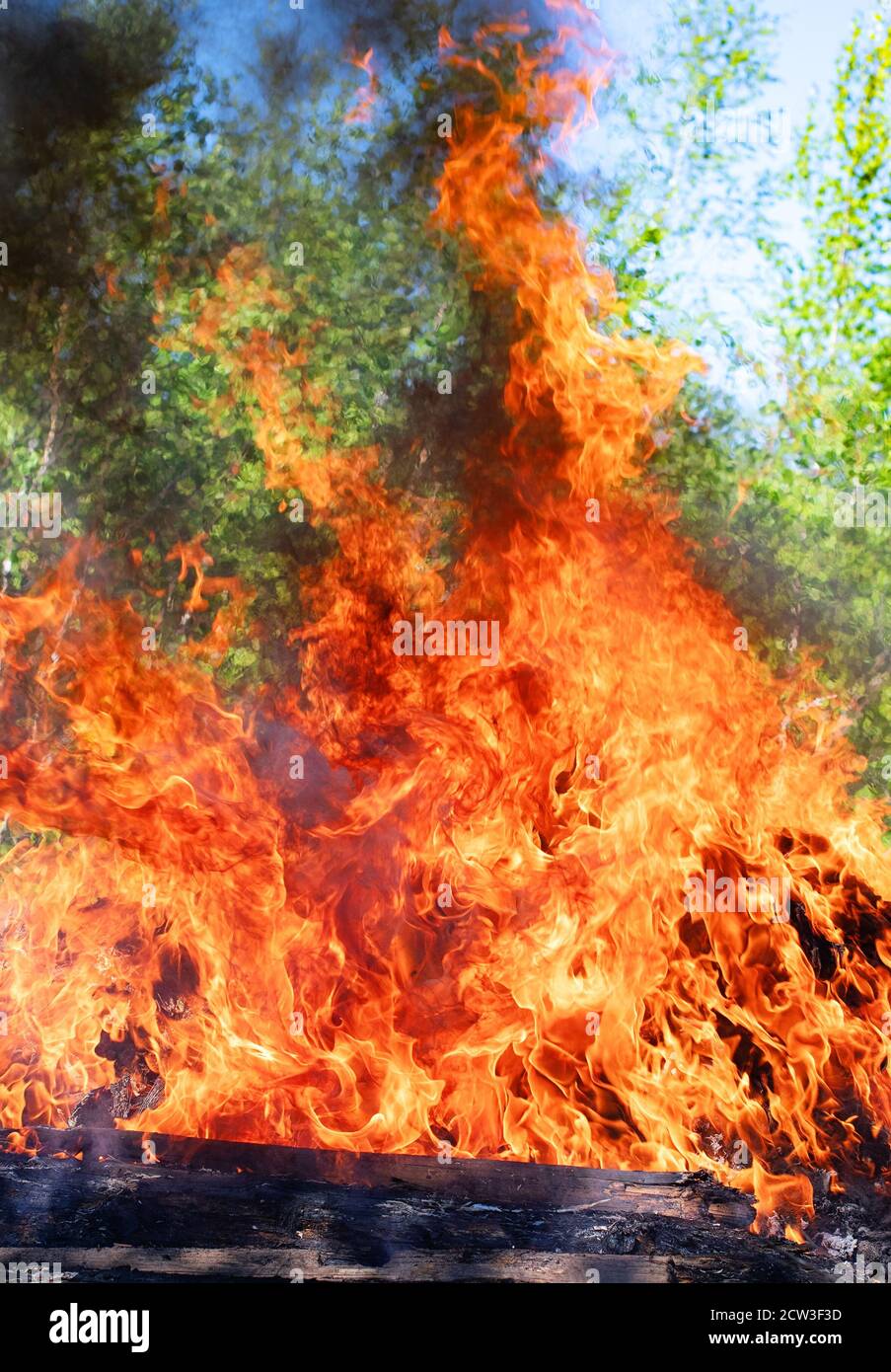 Forest fire. fallen tree is burned to the ground a lot of smoke Stock ...
