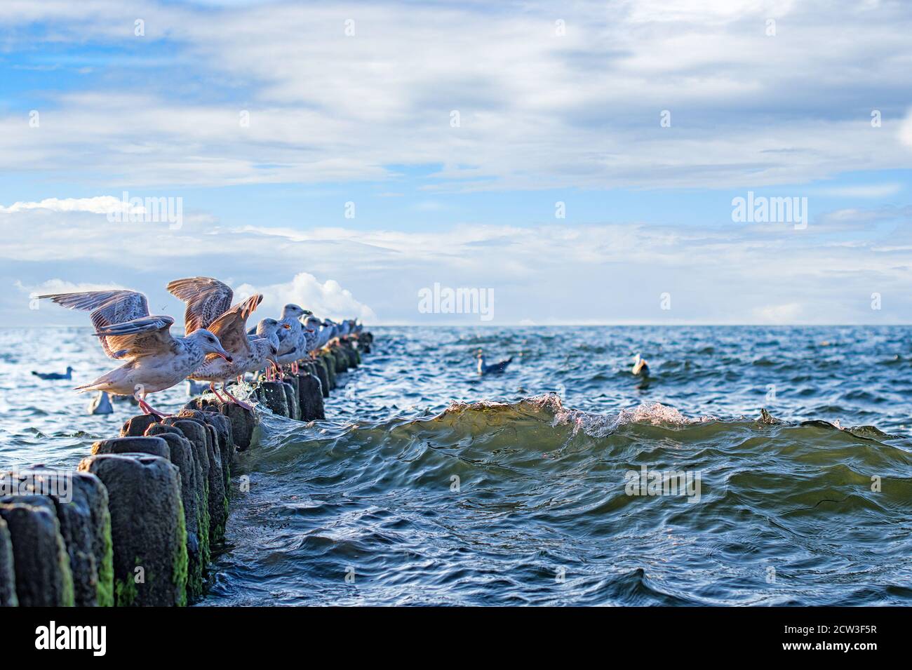 landscape Polish sea of breakwaters and sand dunes. Seagulls portrait ...