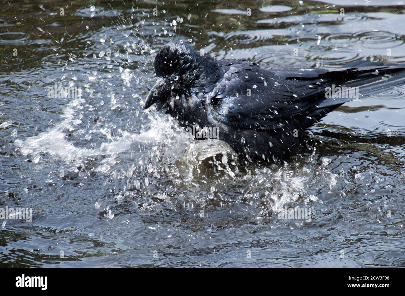 Sydney Australia, corvus coronoides also known as Australian raven ...