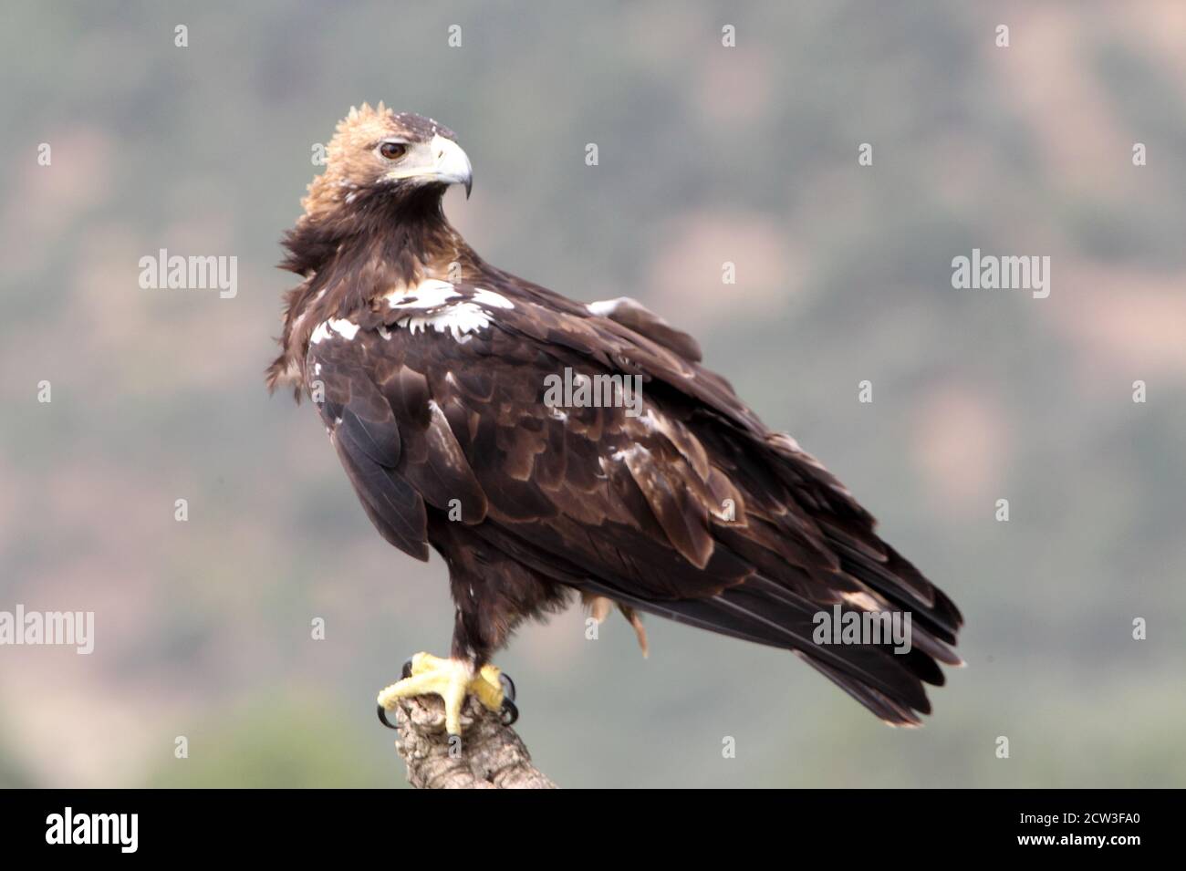 Spanish imperial eagle adult female in a Mediterranean forest with the ...