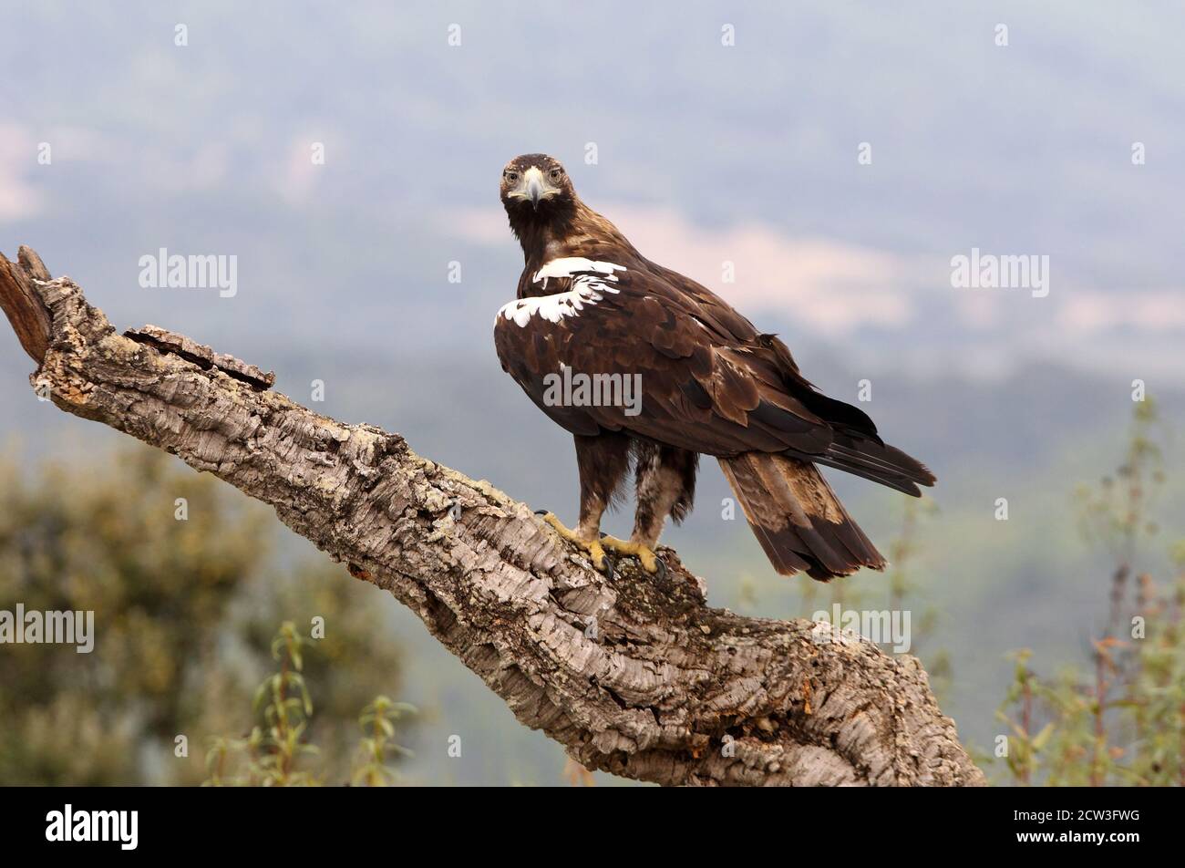 Spanish imperial eagle adult male in a Mediterranean forest with the ...