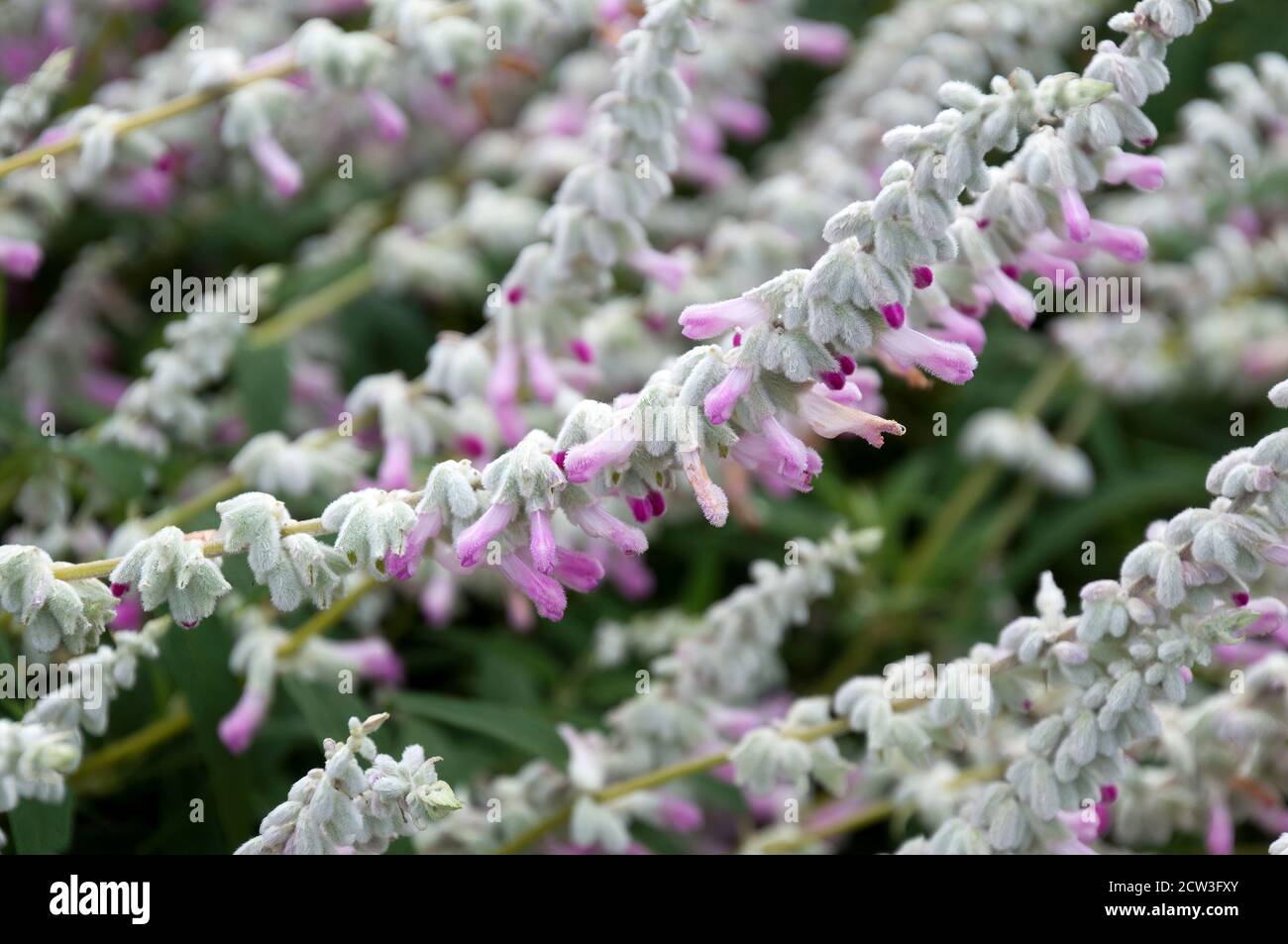 Danielles Dream High Resolution Stock Photography and Images - Alamy