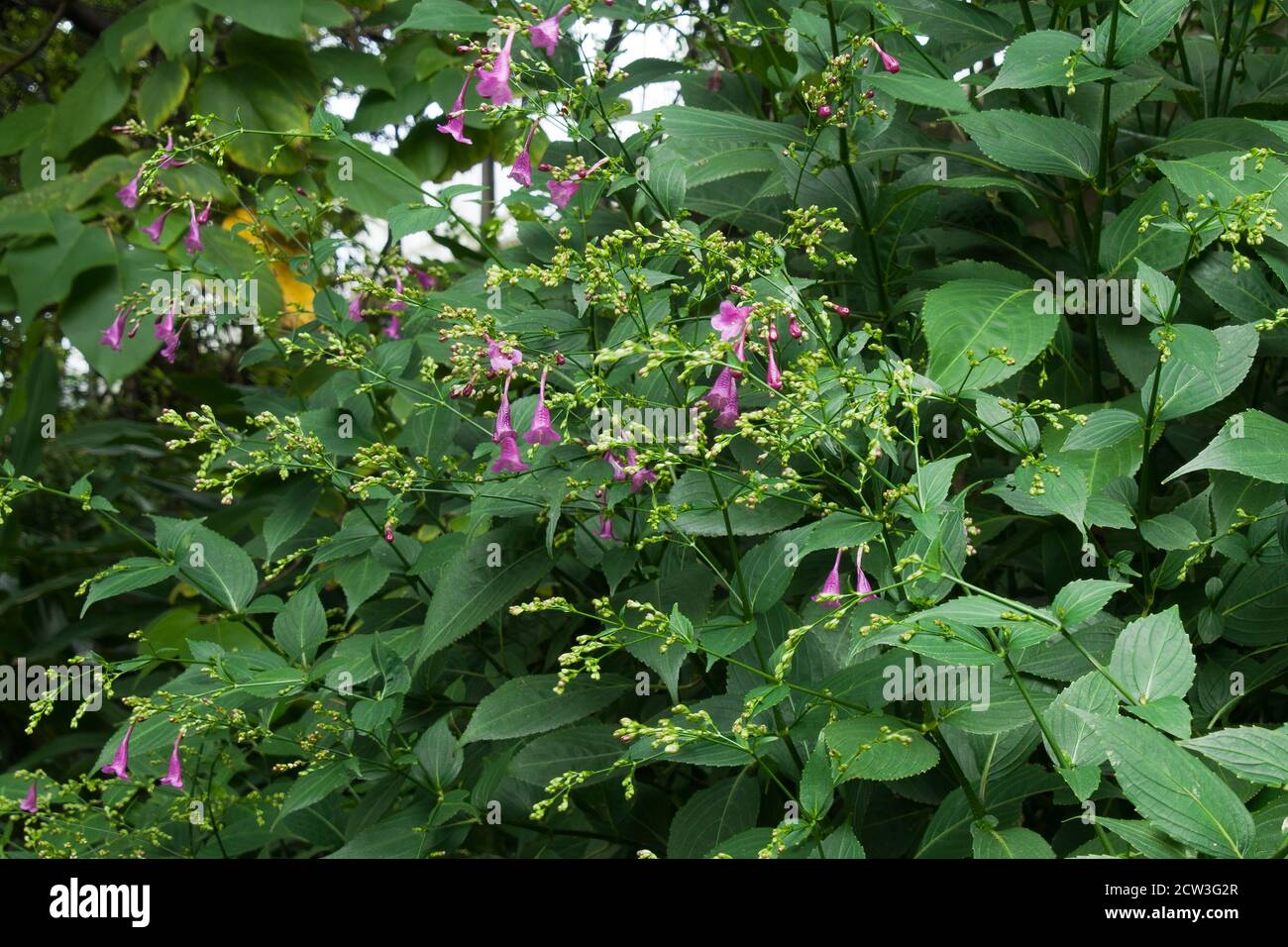 Sydney Australia, Pink Strobilanthes also known as chinese rain bell ...