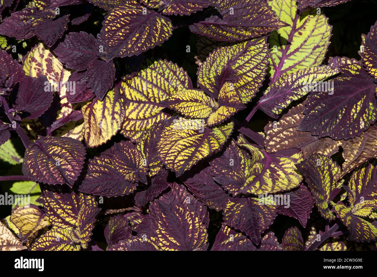 Sydney Australia, variegated leaves of a Coleus marrakesh mesh plant ...
