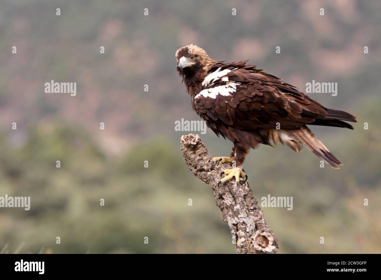 Spanish imperial eagle adult male in a Mediterranean forest with the ...