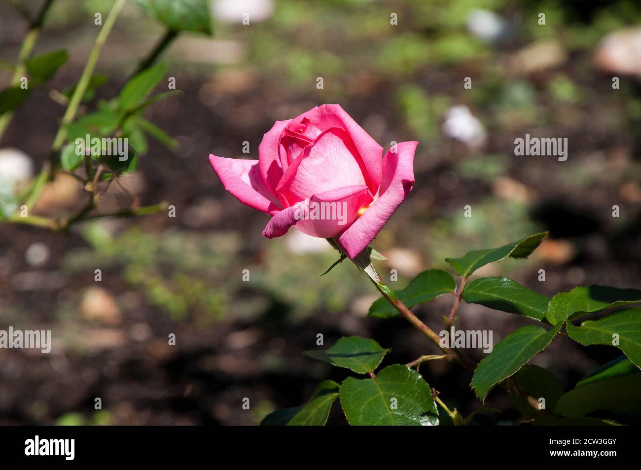 Rose in sunshine hi-res stock photography and images - Alamy