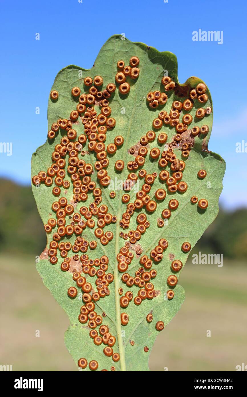 Tree gall hi-res stock photography and images - Alamy