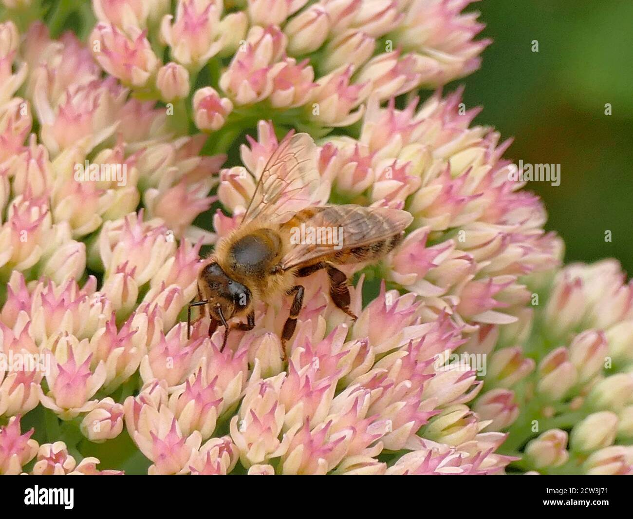 Live Forever Flower High Resolution Stock Photography and Images - Alamy