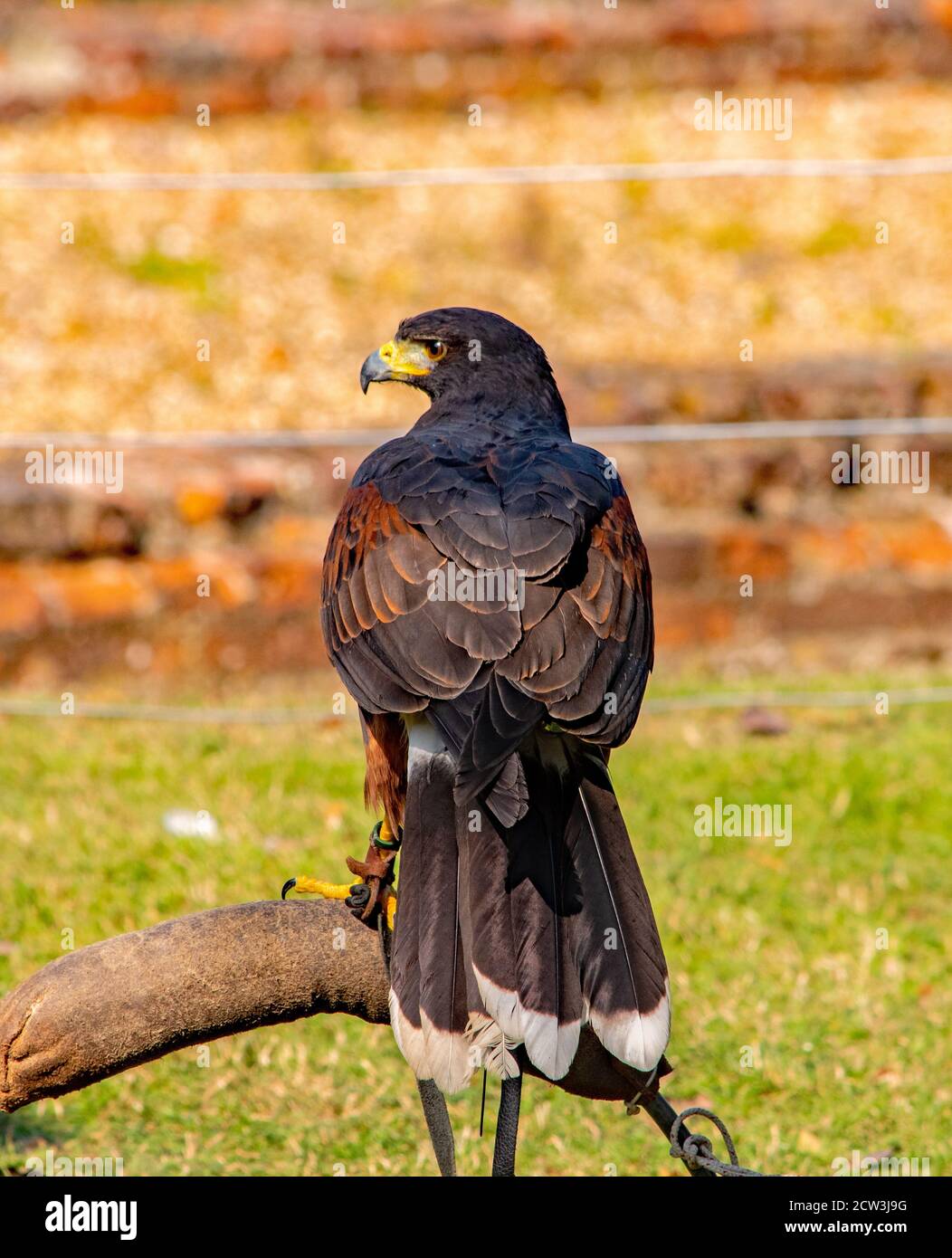 Harris hawk hunting hi-res stock photography and images - Alamy