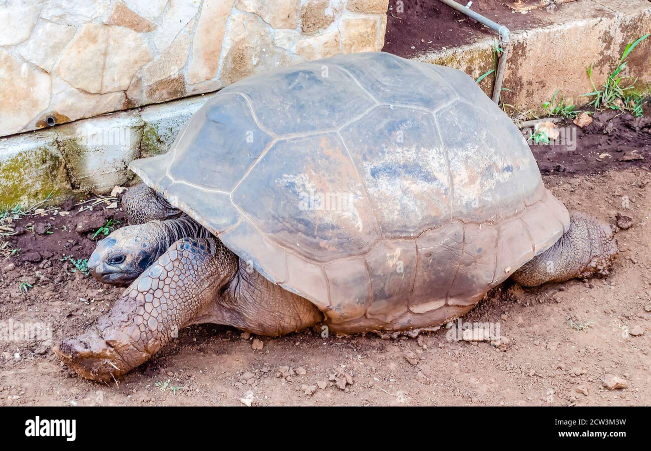 A giant turtle stretching on the ground at the zoo Stock Photo - Alamy