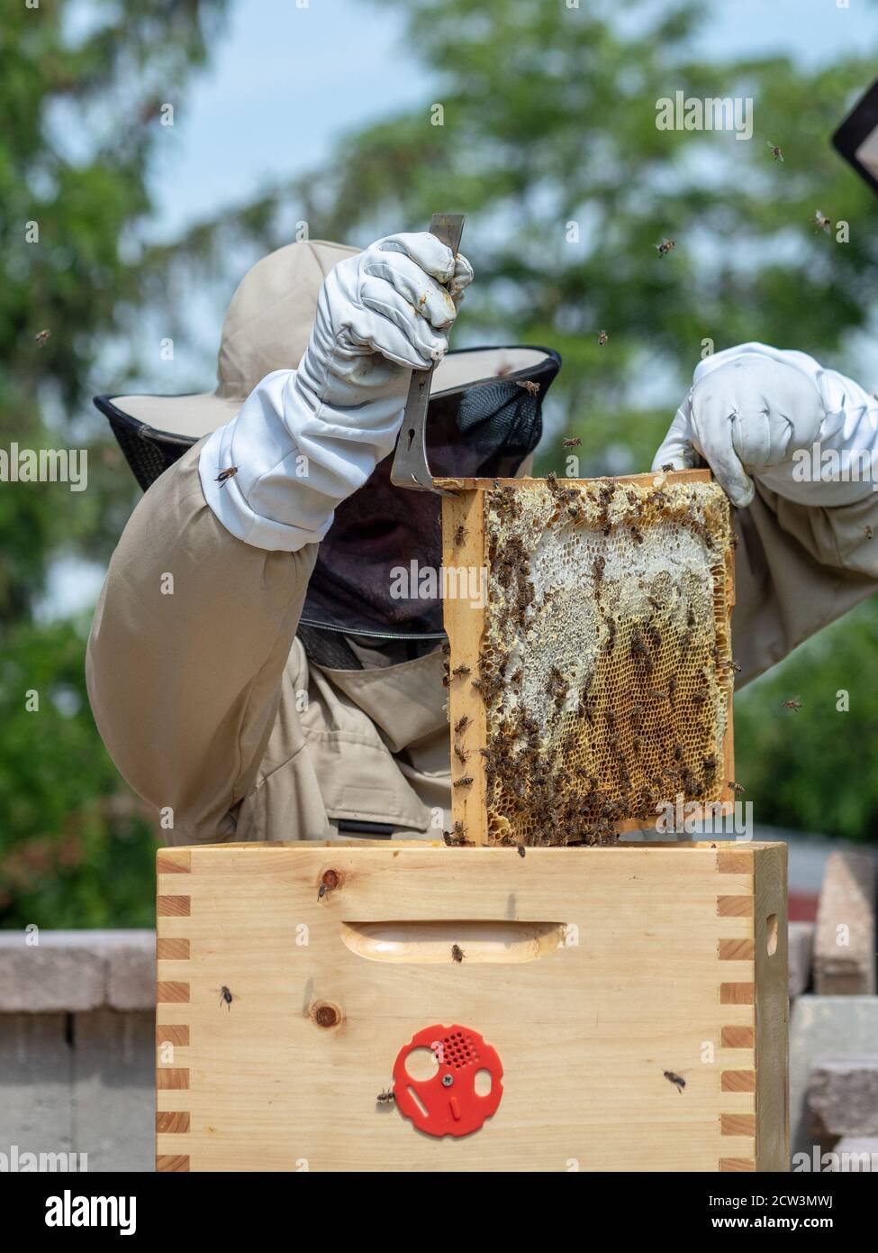 Beekeeper in protective clothing holding a honeycomb full of bees and ...