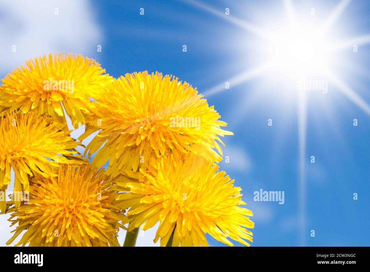 Spring flowers background, yellow flowers and blue sky with sun Stock ...