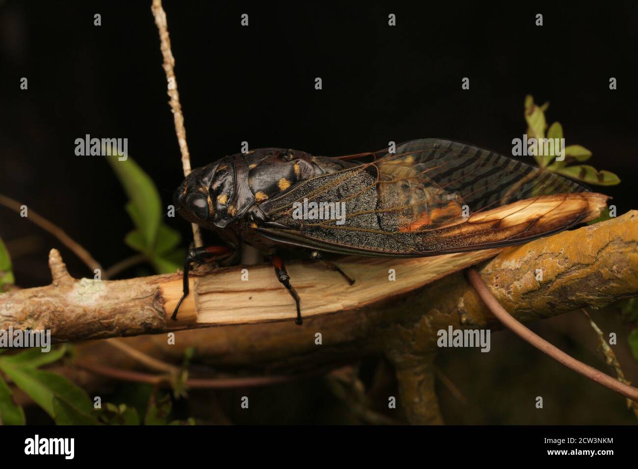 Cicada of thailand hi-res stock photography and images - Alamy