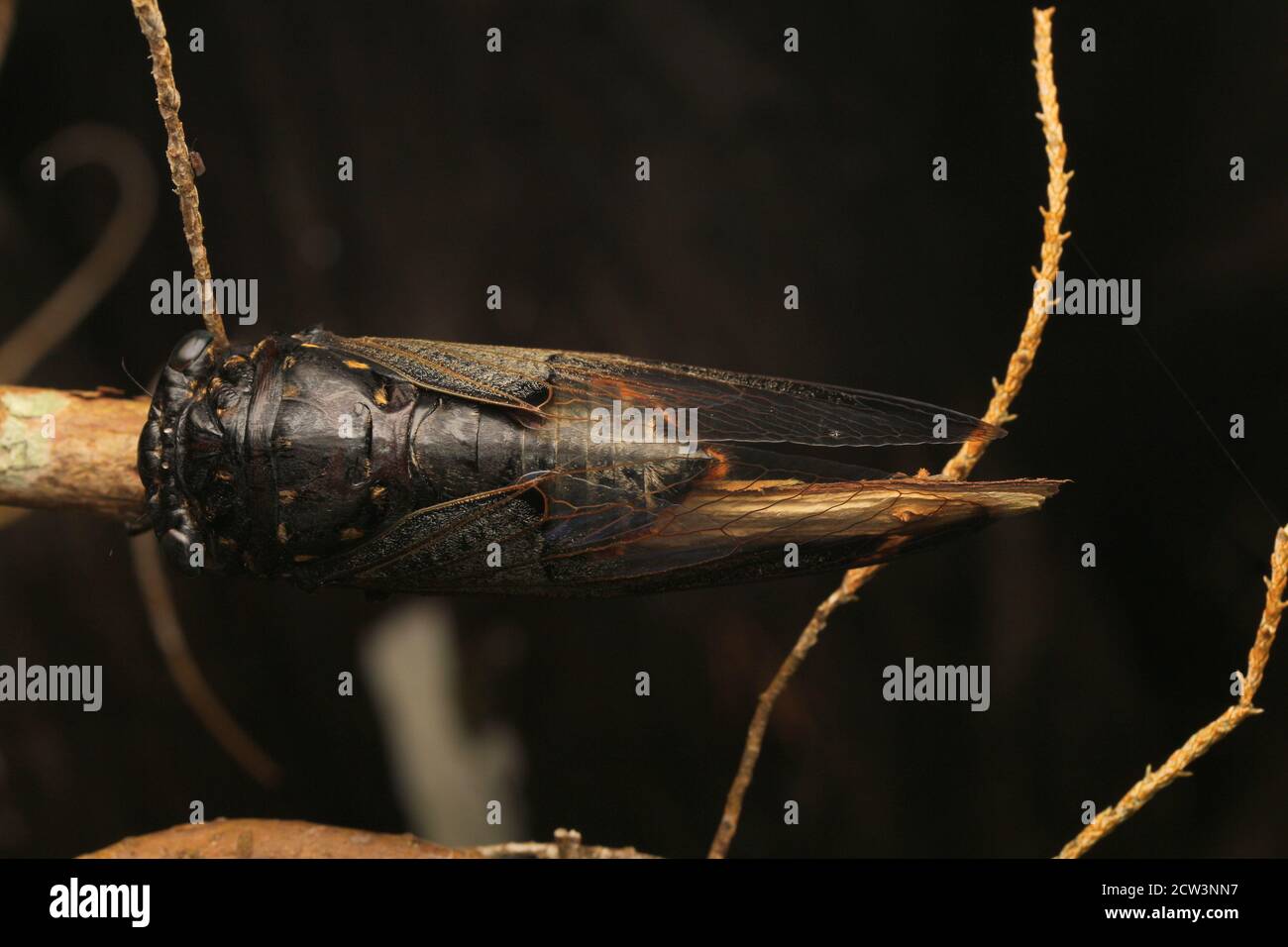 Black Cicada (Cryptotympana aquila), (Walker, 1850 Stock Photo - Alamy