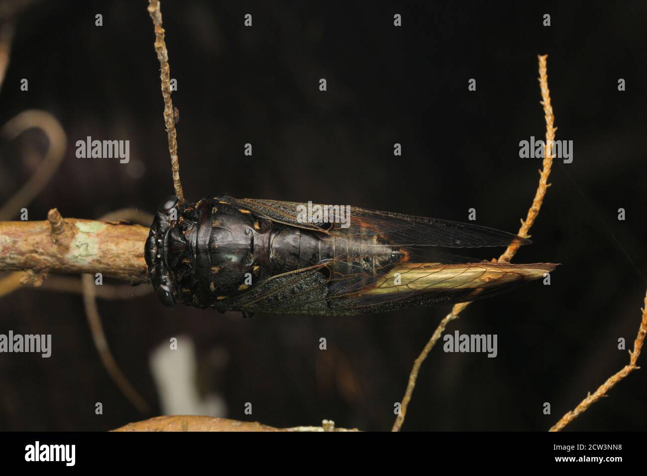 Cicada lifecycle hi-res stock photography and images - Alamy
