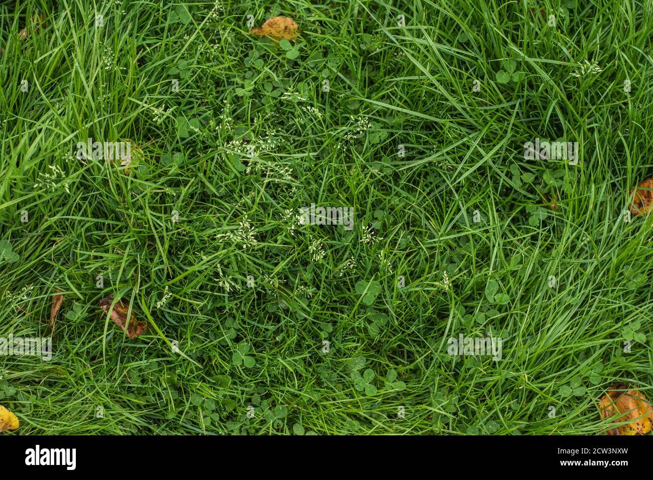 Green Grass photographed from above Stock Photo - Alamy