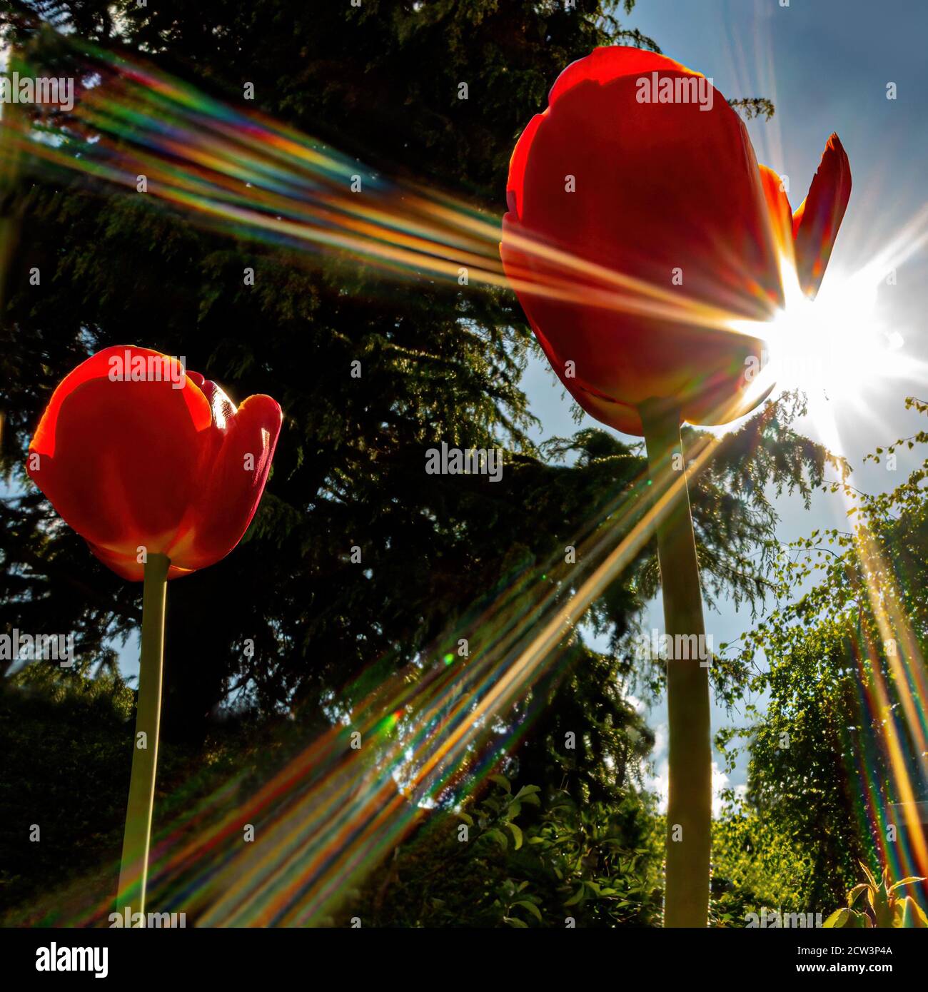 red tulips in a garden with sun flare Stock Photo - Alamy