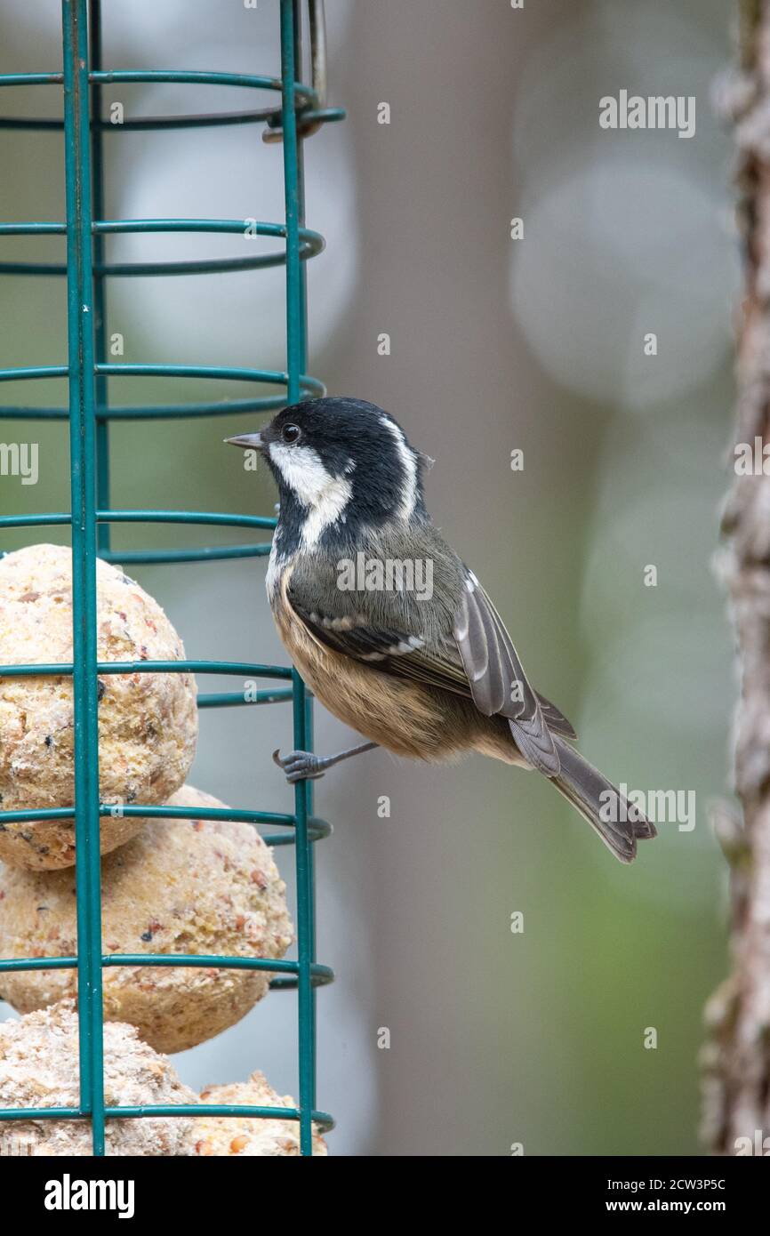 Coal Tit, ( Periparus ater), on a feeder Stock Photo - Alamy