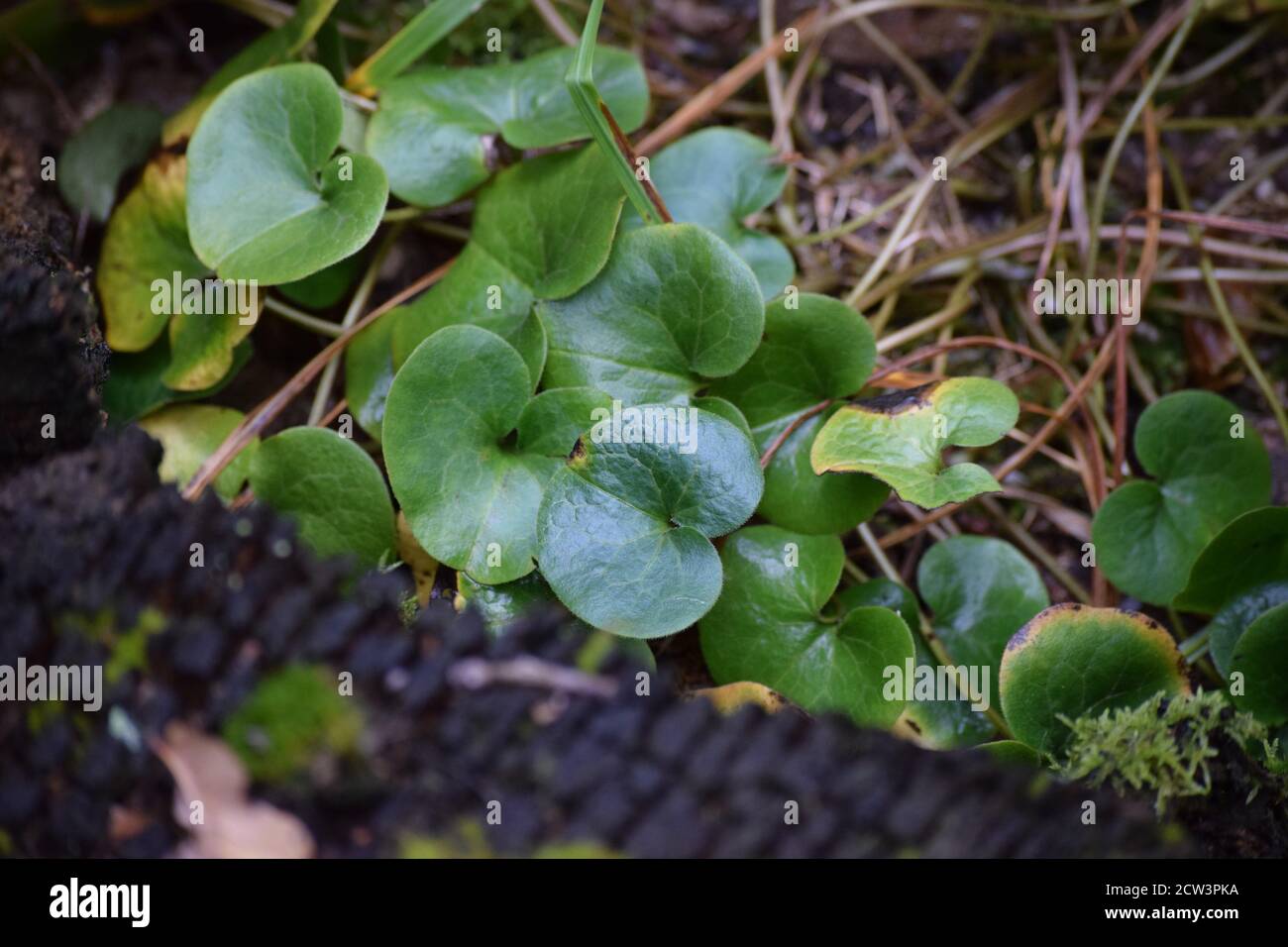 Kidney shaped leaves hi-res stock photography and images - Alamy