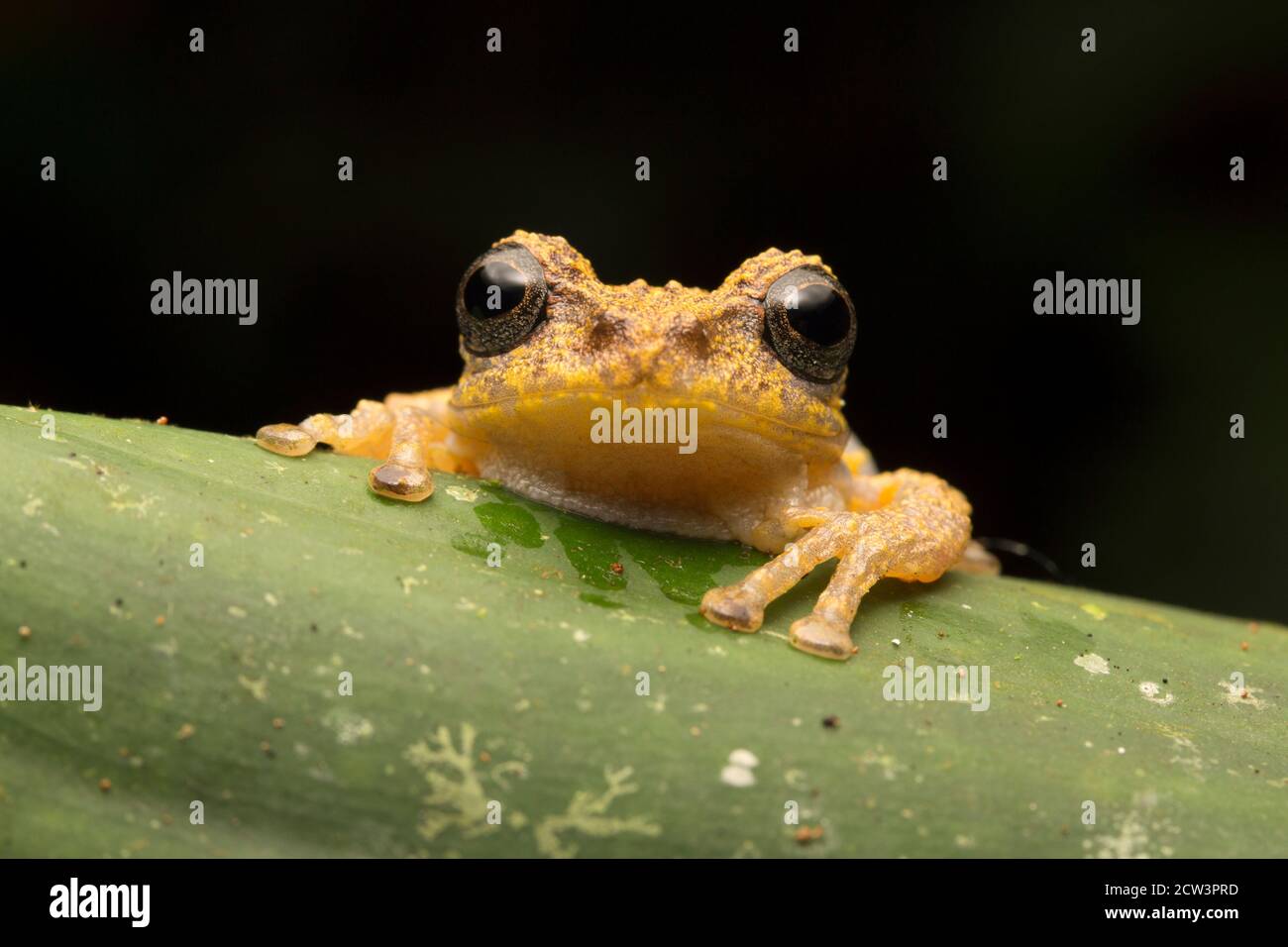 Vermiculate Bush Frog, Philautus vermiculatus Stock Photo - Alamy