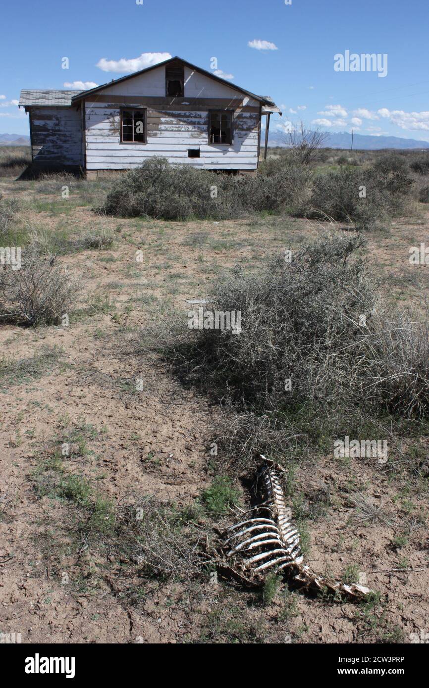 Spooky old abandoned white-washed house with sun-bleached animal bones ...
