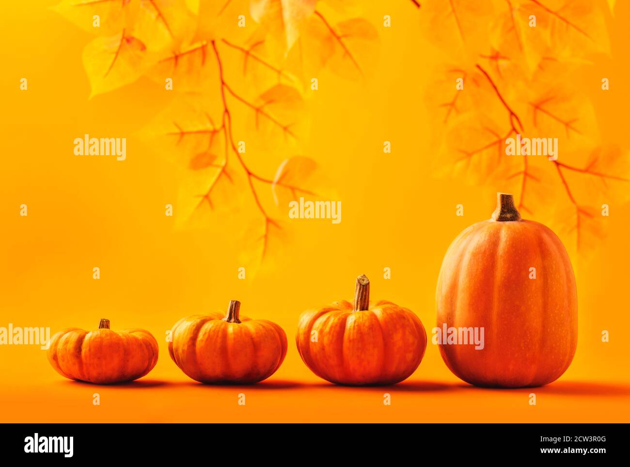 Total orange autumn, Halloween, Thanksgiving day concept. Pumpkins on ...
