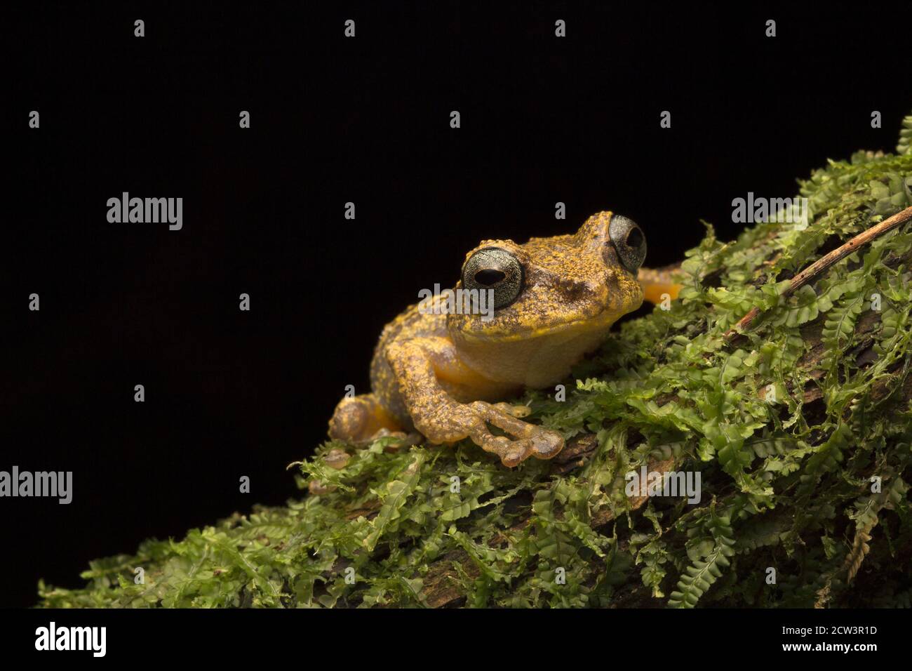 Bubble nest frog hi-res stock photography and images - Alamy