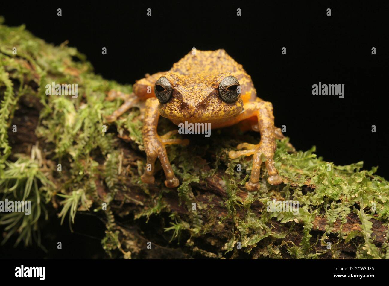 Vermiculate Bush Frog, Philautus vermiculatus Stock Photo - Alamy