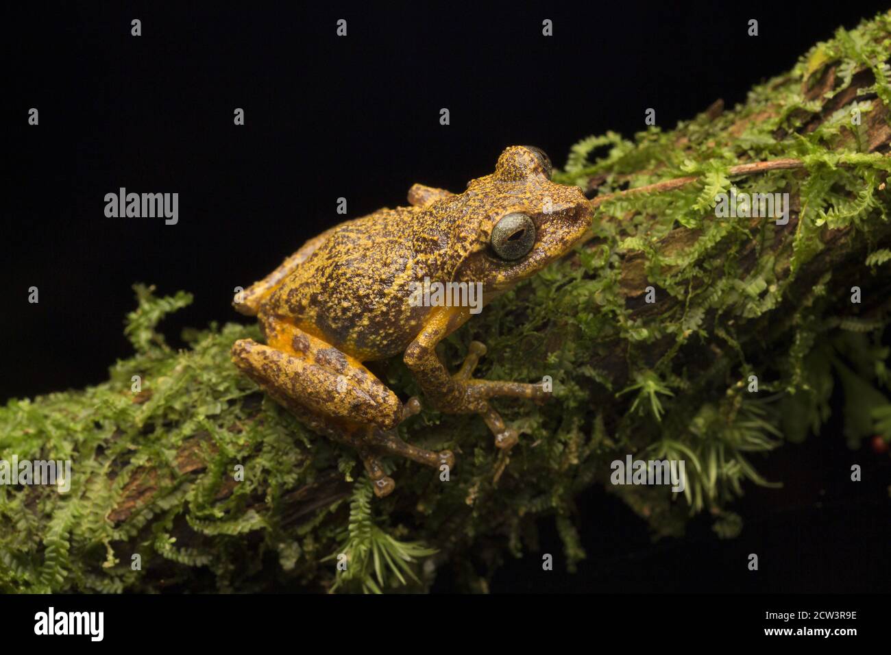 Bubble Nest Frog High Resolution Stock Photography and Images - Alamy