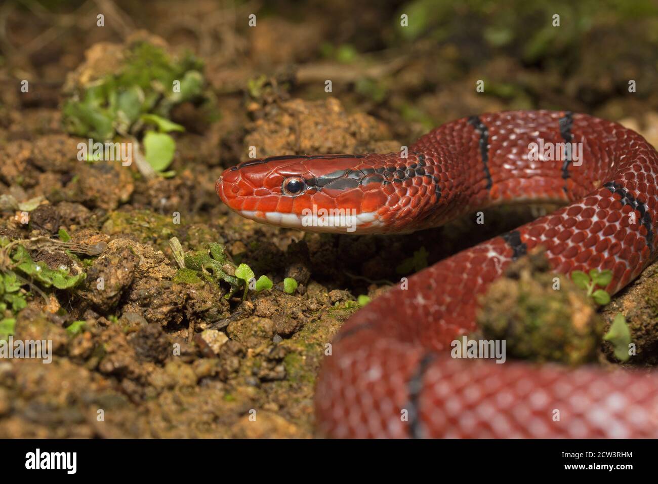 Bamboo snake hi-res stock photography and images - Alamy