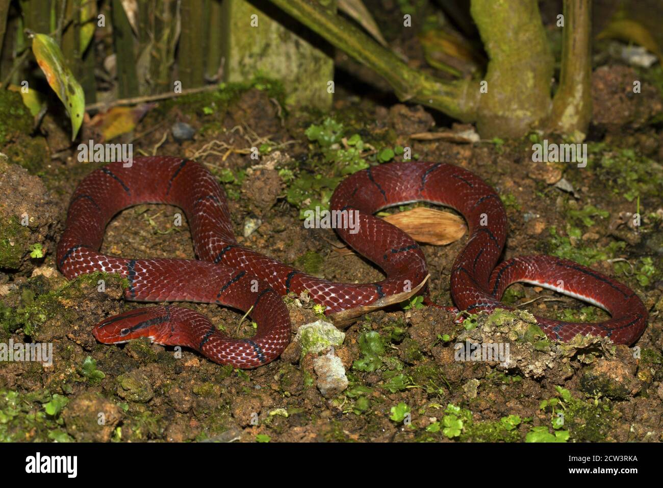 Red Viper Snake