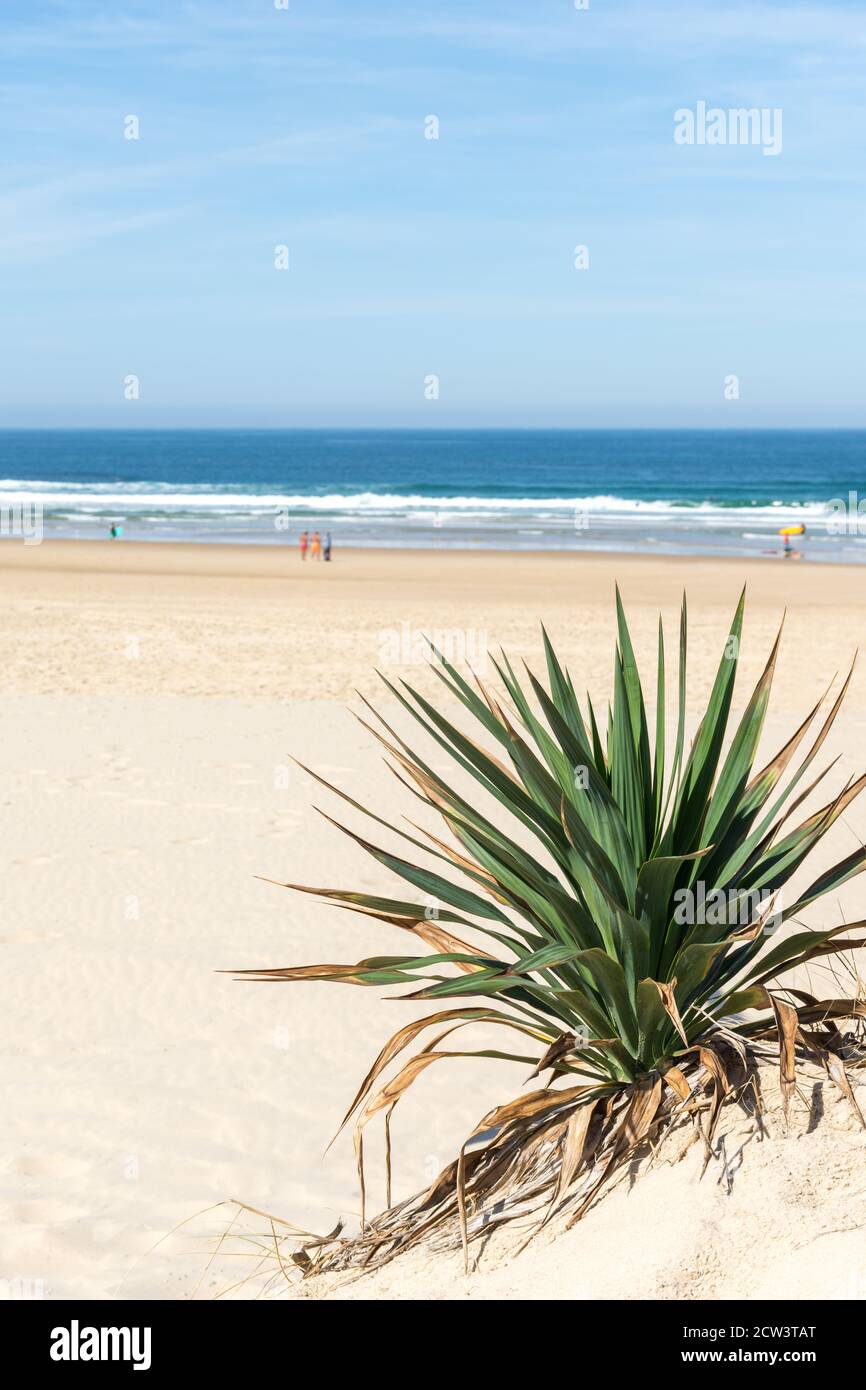 Biscarrosse hi-res stock photography and images - Alamy