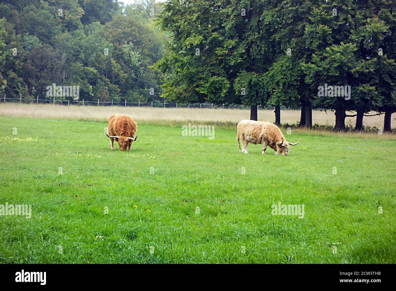 Highland cattle cows grazing in the English countryside in ...