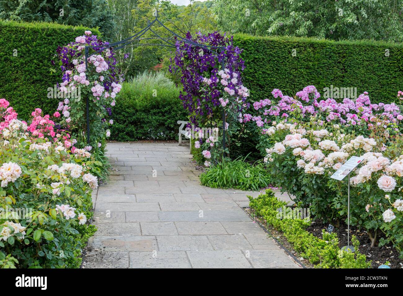 A colourful display of roses and clematis in the Queen Mother's Rose ...