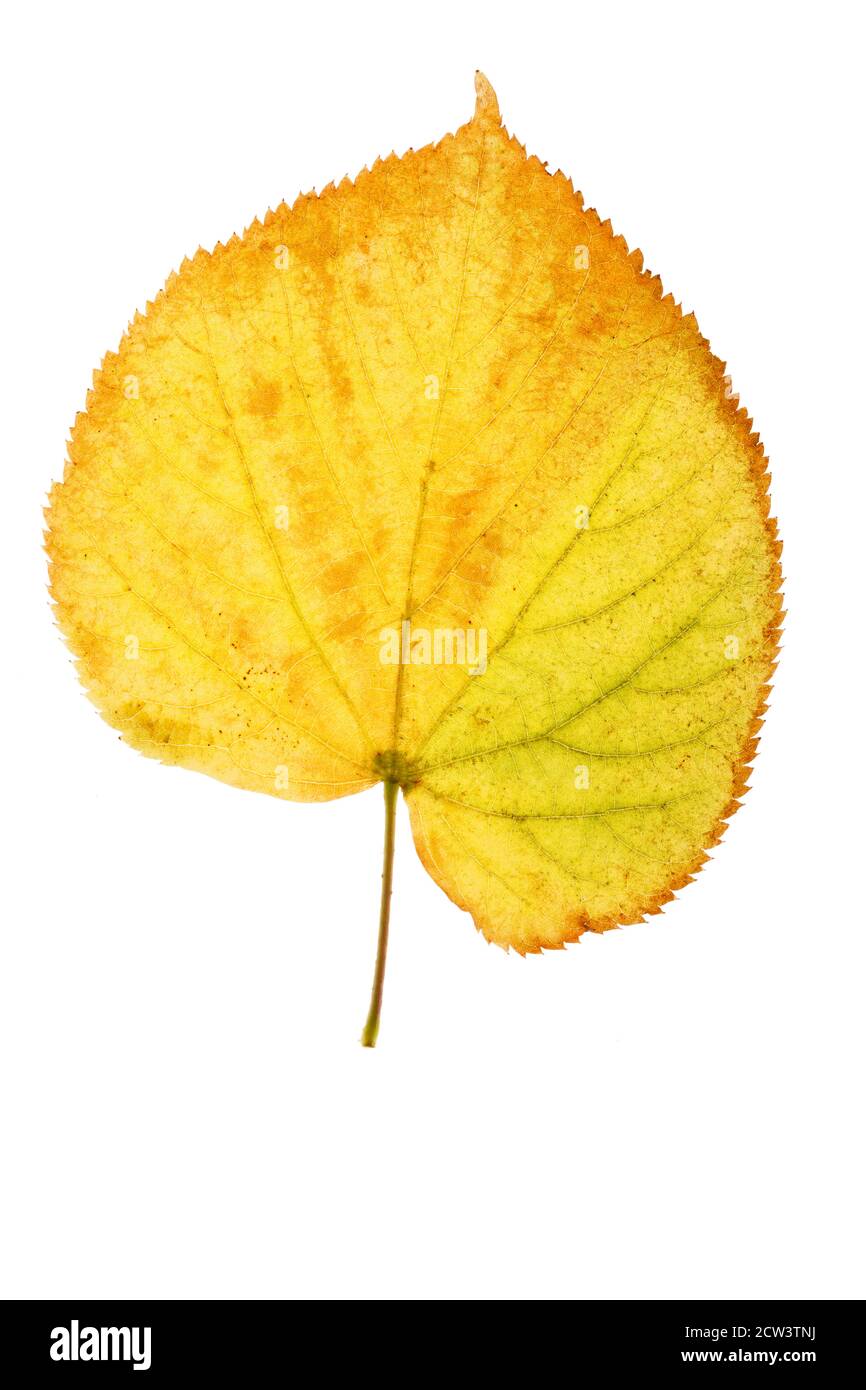 yellow autumn leaf isolated on white background Stock Photo - Alamy