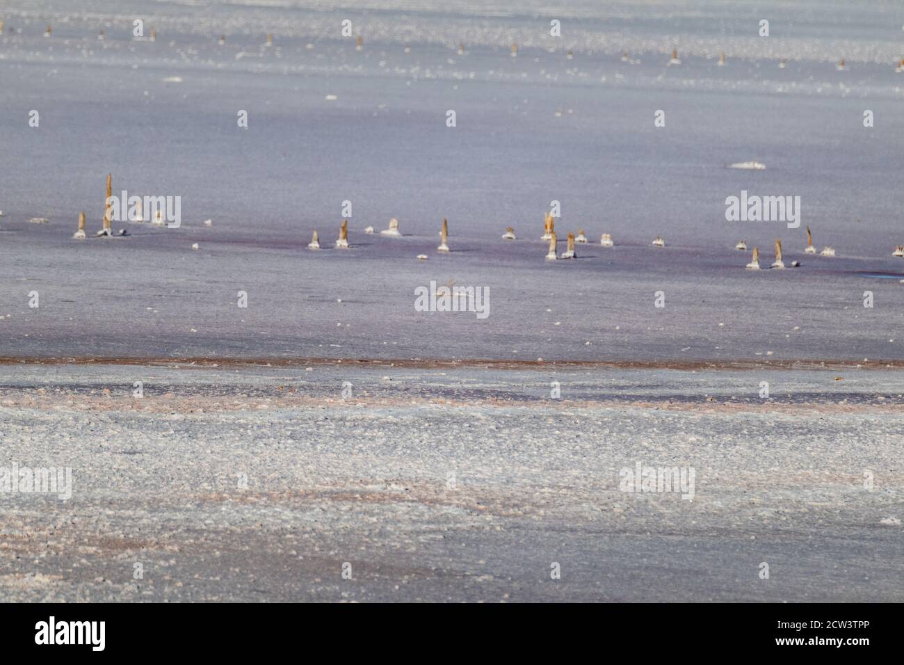 Salt pink purple lake surface close-up with blue water. Spa healthcare ...