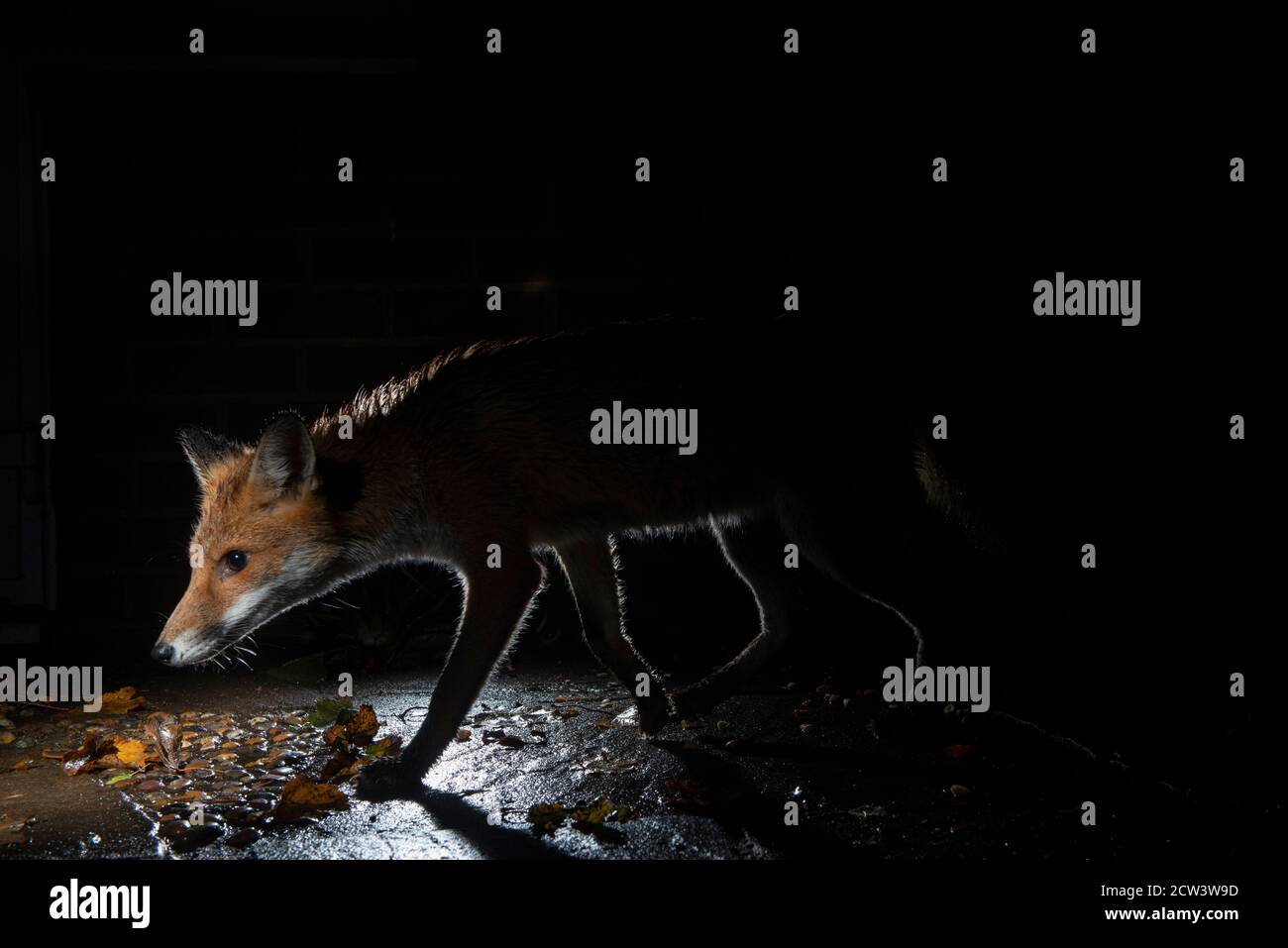 Fox looking down on wet paving and cobblestones, rim light and ...