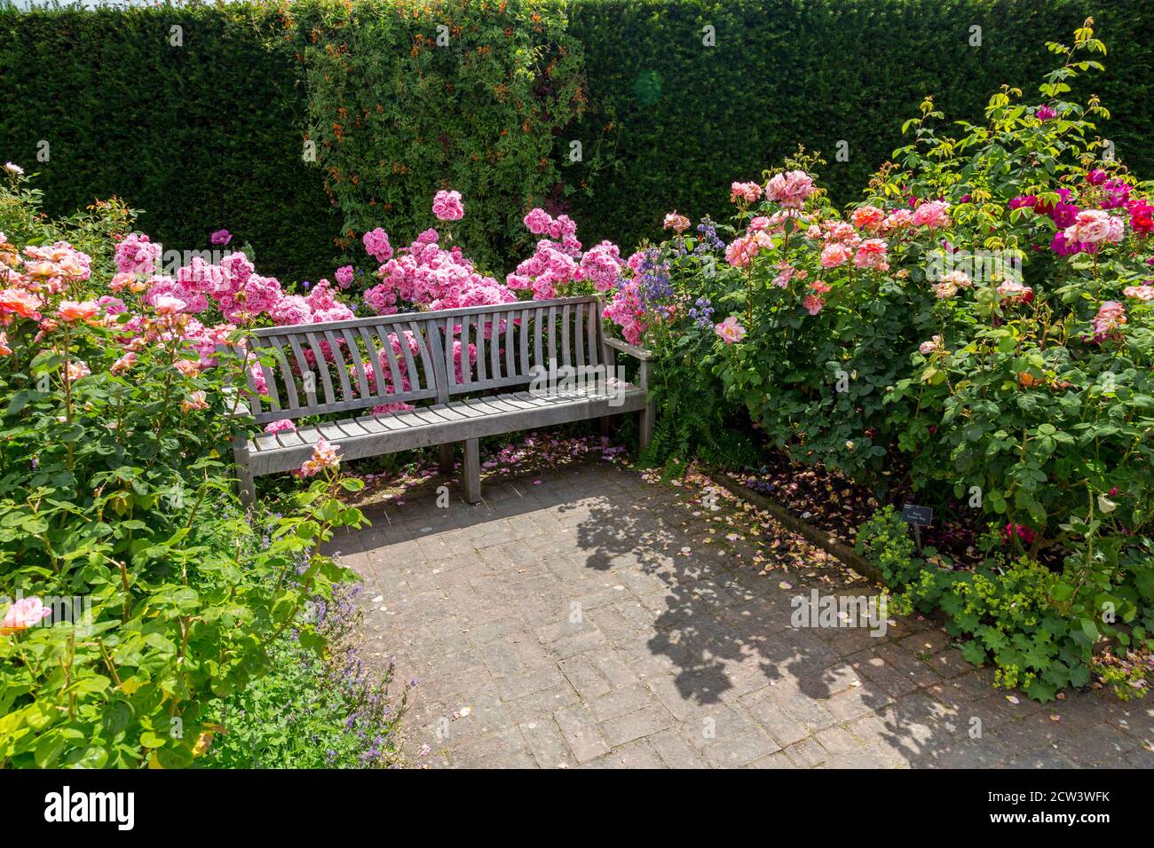 A colourful display of roses in the Queen Mother's Rose Garden at RHS ...