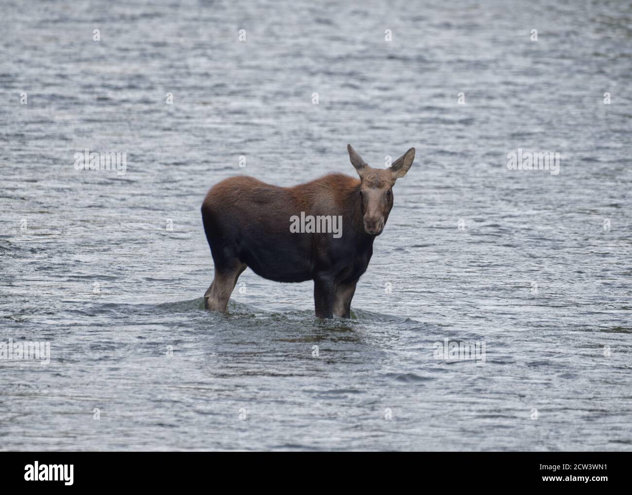 Moose Eating Water High Resolution Stock Photography and Images - Alamy